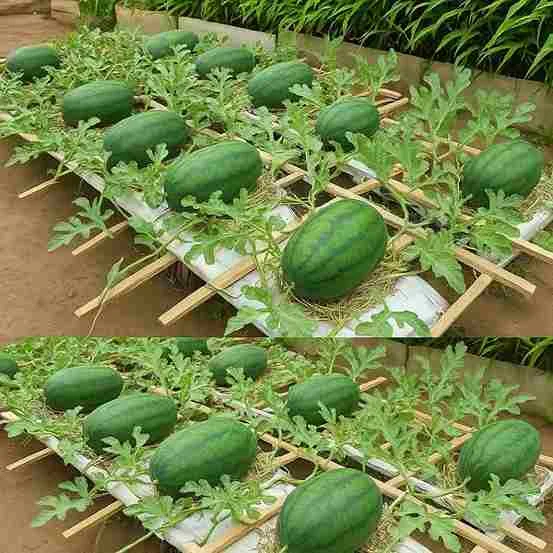 Lak i visok prinos, nisam očekivao da ćete tako lako uzgajati lubenicu kod kuće - Prirodni ...