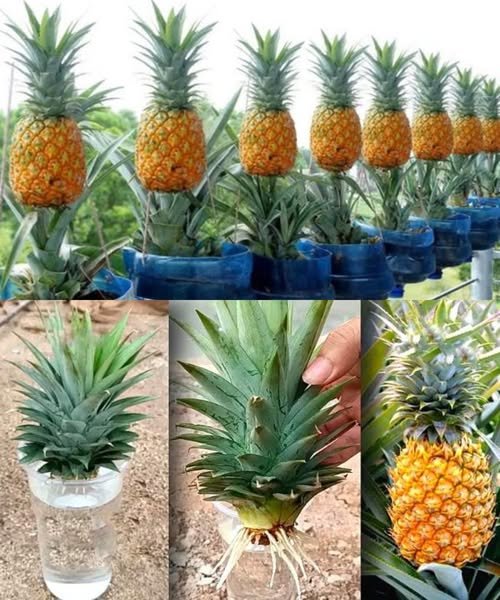 Jednostavan vodič za uzgoj ananasa u vodi - Prirodni lijekovi za liječenje